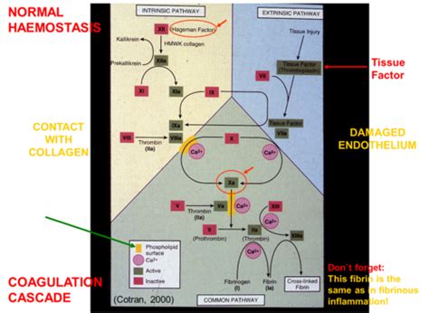 Disorders Of Circulation Haemostasis Bleeding Disorders And
