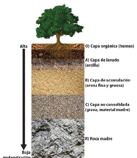 Estructura En Profundidad De Las Capas Que Forman El Suelo Imagen De
