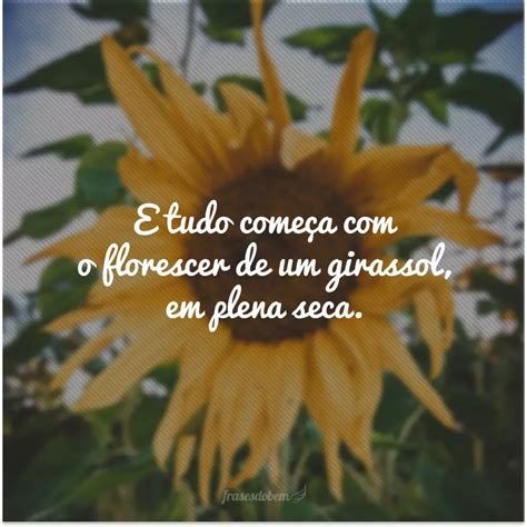 Frases De Girassol Que V O Te Encorajar A Buscar Mais Luz