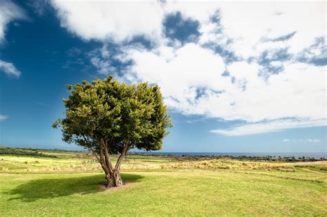 Banco de imagens panorama árvore natureza grama horizonte nuvem