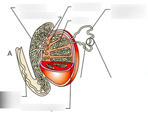 Structure Of The Testes Diagram Quizlet