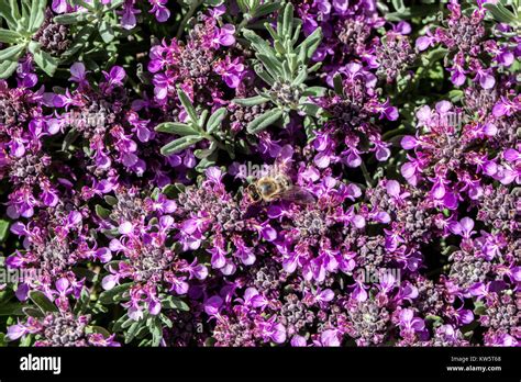 22 Ground Cover Plants Purple RoarkRosario