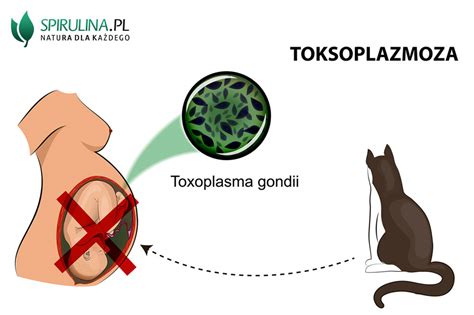 Toksoplazmoza Algi Spirulina I Chlorella