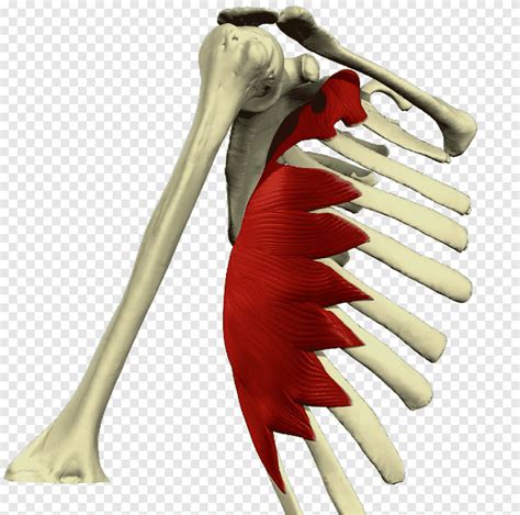 Serratus Anterior Muscle Muscular System Serratus Posterior Inferior