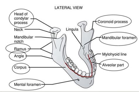 Mandible Diagram Quizlet