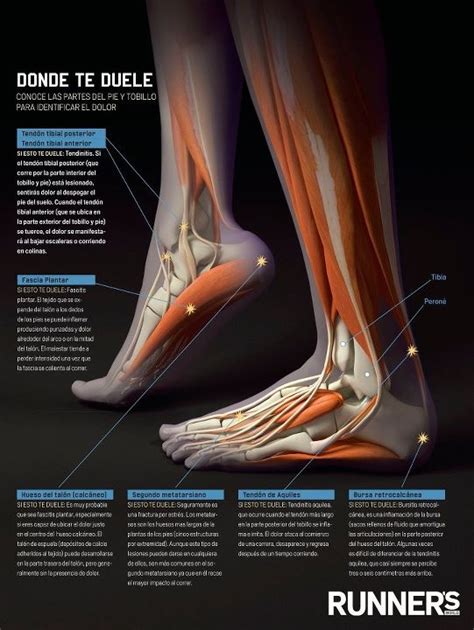Partes del pie anatomía Anatomía del esqueleto humano Anatomia y
