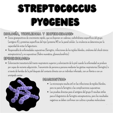 Streptococcus Pyogenes Maryuri Lisbeth Udocz