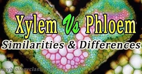 Difference Between Xylem And Phloem EmiliaqoBlack