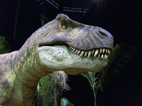 Arbeitsblatt Steckbrief Tyrannosaurus Rex Steckbrief
