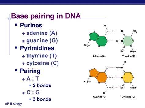 Correct Base Pairing In Dna