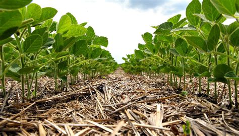 Recomendação Bayer controla doenças foliares da soja e aumenta a