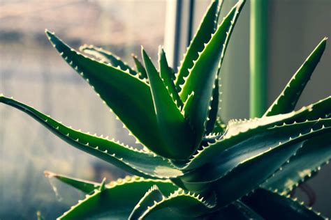 Reproducir el aloe vera es más fácil de lo que crees 3 formas de hacer