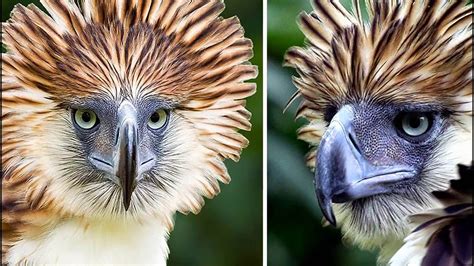 Las 10 Aves Mas Feas Y Rraras YouTube