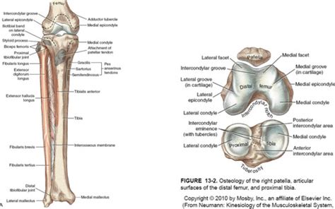 The Knee Flashcards Quizlet