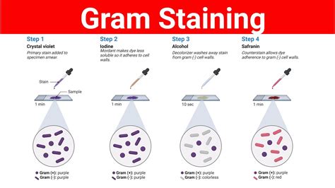 Gram Staining Procedure Gram Positive And Gram Negative Bacteria