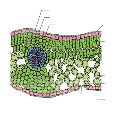 Dicot Leaf Internal Structure Diagram Quizlet