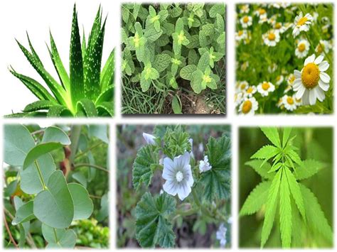 Plantas Medicinales Hierbas Medicinales