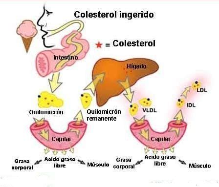 Digestión y absorción de los lípidos Mind Map