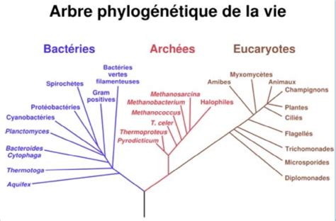 Classification Des Organismes