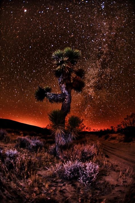 The Joshua Tree At Night Photograph By Shane Lund Fine Art America