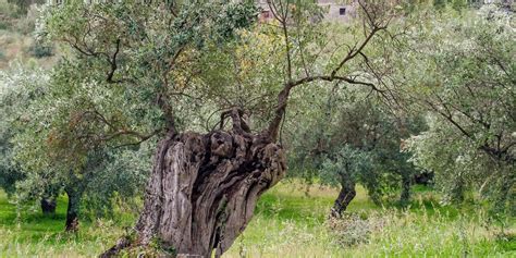 Come Potare L Olivo E Quando Il Momento Di Farlo