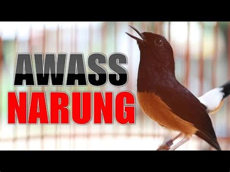Pancingan Murai Batu Gacor Bongkar Materi Naikkan Emosi Murai Batu