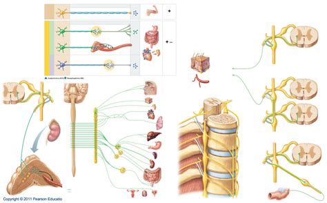 Autonomic Nervous System Diagram Quizlet