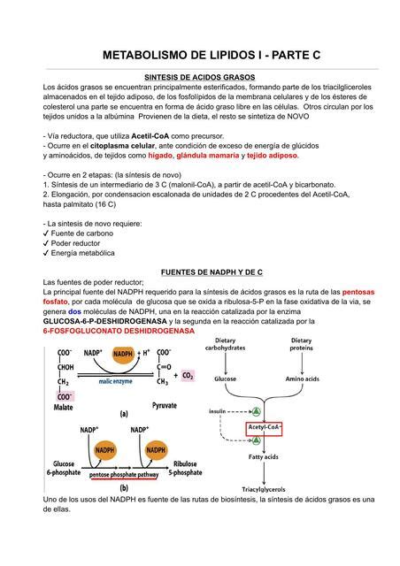 Metabolismo de lípidos I Parte C APUNTES MED UNLP uDocz