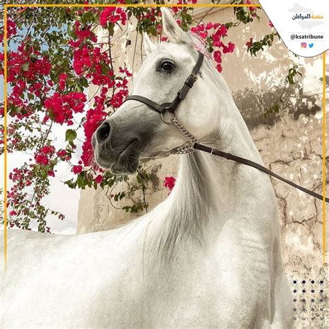 منصة المواطن on Twitter الحصان العربي من سلالات الخيول الخفيفة في