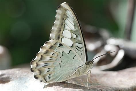 Motyl Owad Skrzydlaty Darmowe zdjęcie na Pixabay Pixabay