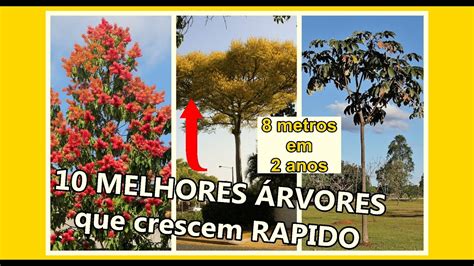 10 ÁRVORES Nativas BRASILEIRAS que CRESCEM RÁPIDO Que Vão Te