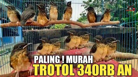 MAKIN ANJLOK PULUHAN MURAI TROTOL CUMA 340RB AN TEMPAT OBRAL BURUNG