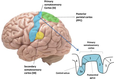 Sensory Cortex