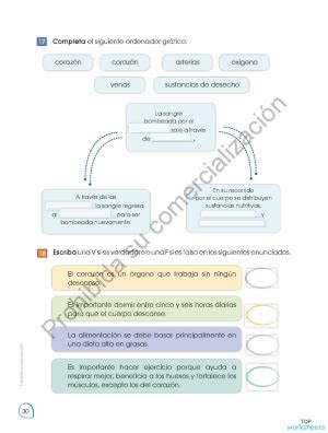 Sistema Circulatorio Ficha Interactiva TopWorksheets