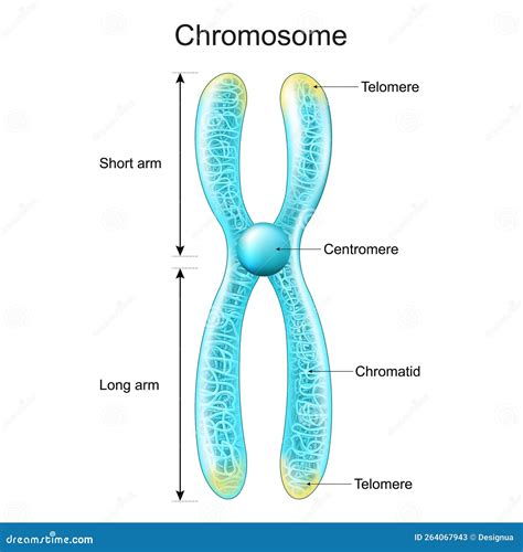 Chromosomenstruktur Chromatie Mittelarme Kurz Und Lang Metaphase