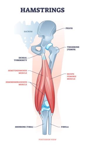 Tight Hamstrings Causes Prevention And Treatment Does Stretching Help