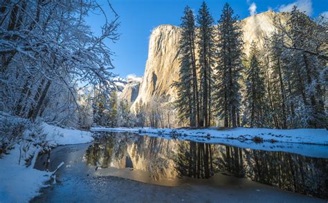 Drzewa nad rzeką Merced River na tle skały El Capitan