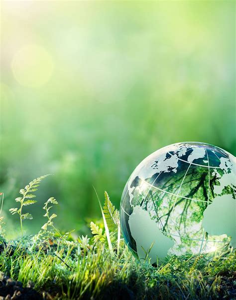 Bioeconomia Circular Para Aumentar O Valor Da Floresta