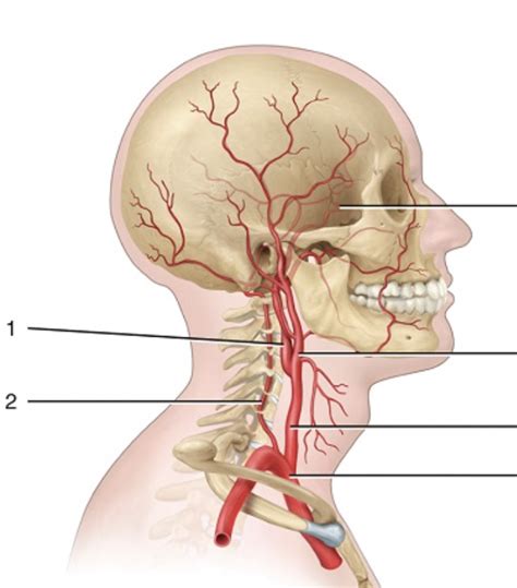 Head Neck Diagram Quizlet