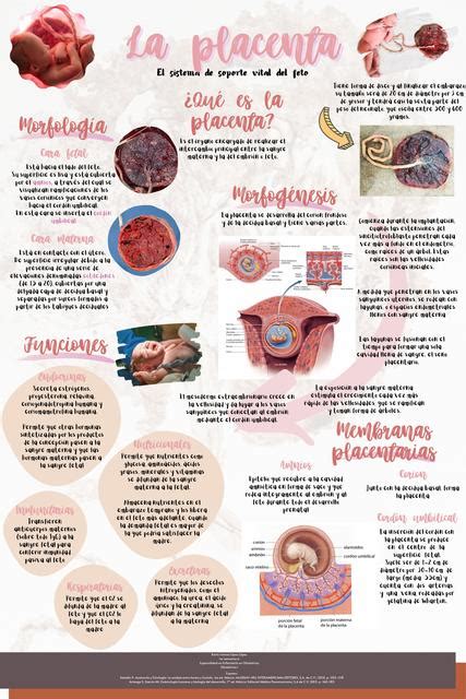 La Placenta Ivonne Lopez UDocz