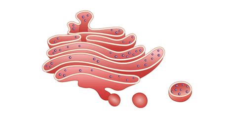 Aparato de Golgi estructura funciones y características