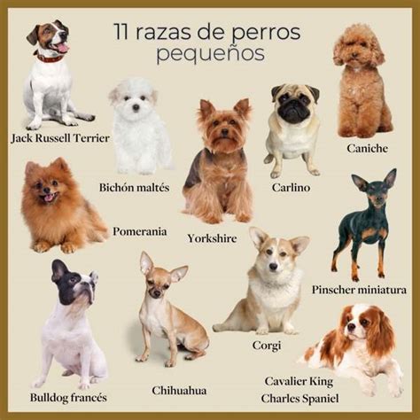 Estas Frases De Perros Y Due Os Son Lo M S Bonito Que Leer S Hoy
