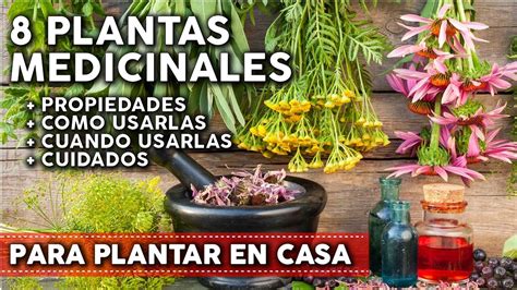 8 Plantas medicinales para tu huerta o jardín Propiedades y Cómo