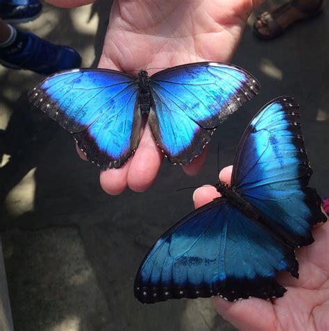Butterfly Flowers Blue Butterfly Beautiful Butterflies Blue