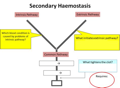 Diagram Of Secondary Haemostasis Quizlet