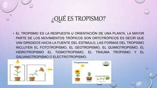Qué es el fototropismo en los seres vivos isa trabajo ciencias pptx