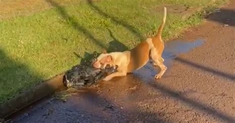Internauta Flagra Ataque De Pitbull A Cachorro Menor No Floresta CGN