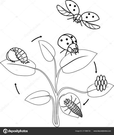 Ciclo De La Mariposa Para Colorear Para Colorear