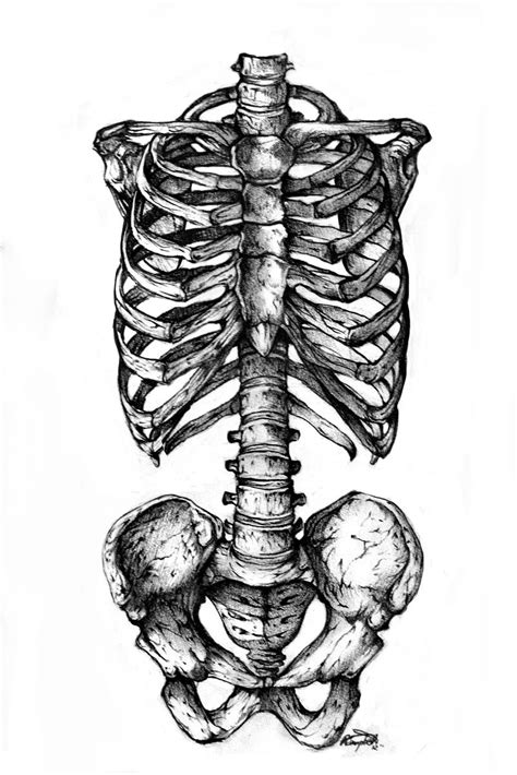 Anatomy Skeleton Drawing