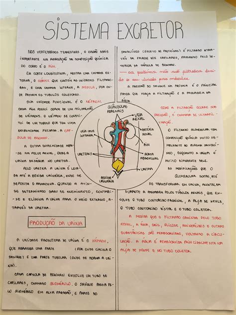 Mapa Mental Sobre Sistema Excretor Study Maps Artofit